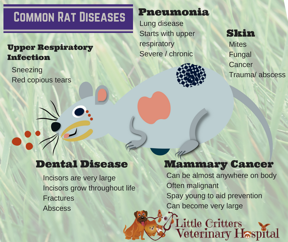 Rat and small rodent care at Little Critters Vet in Gilbert, AZ