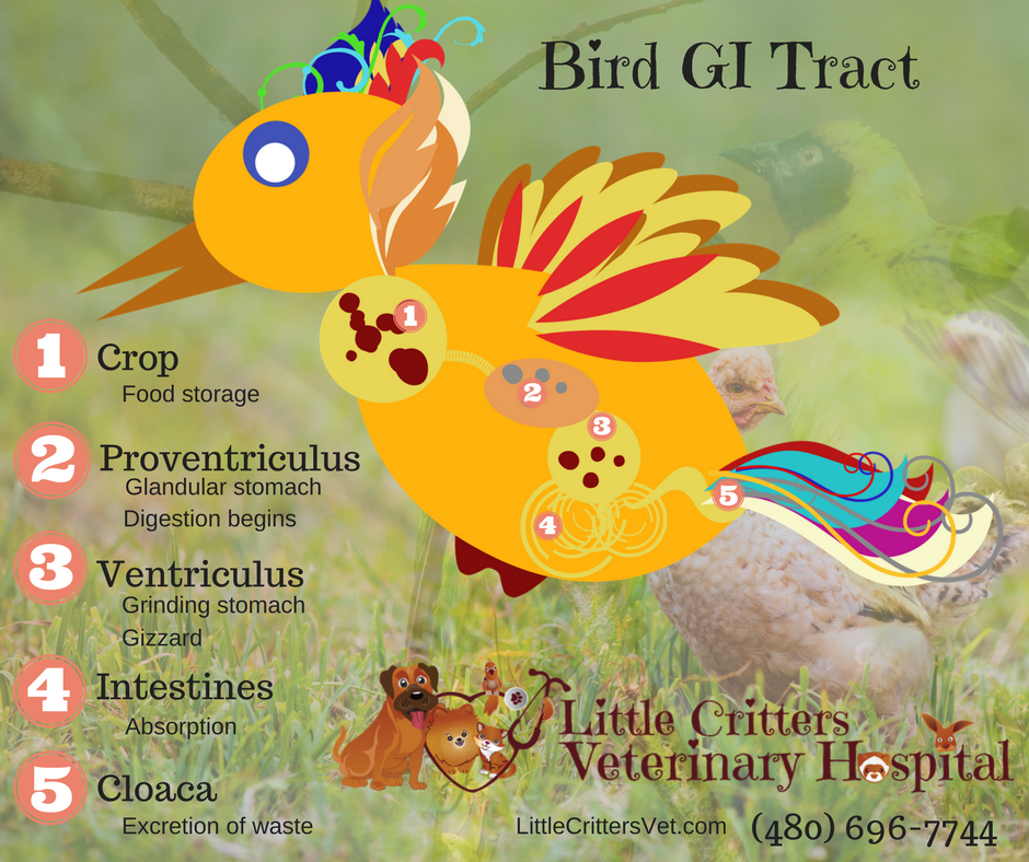 Birds Health Guide - Little Critters Veterinary Hospital - Gilbert, AZ