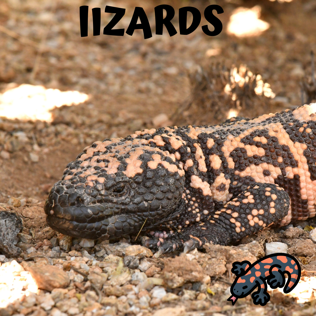 Pet Dangers in the Arizona Desert